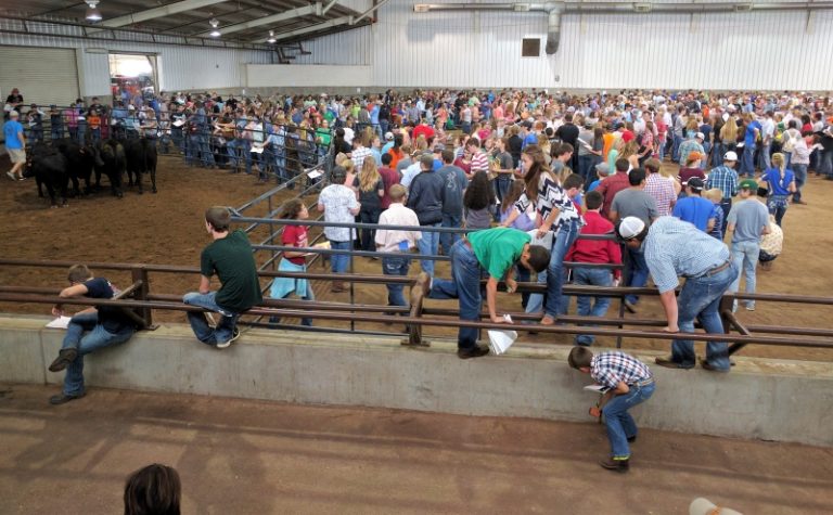 4-H, FFA youth compete for livestock judging win at State Fair