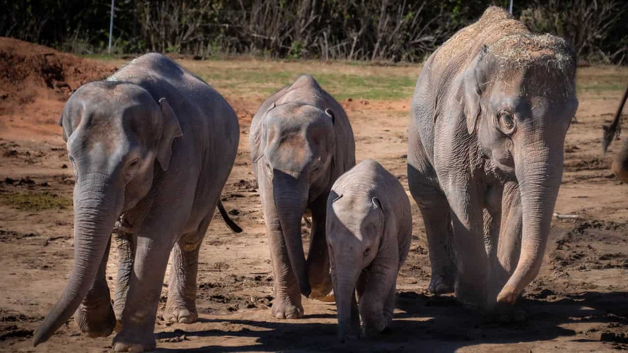 PRESS RELEASE: OKC Zoo hosting events for Asian Elephant Awareness ...