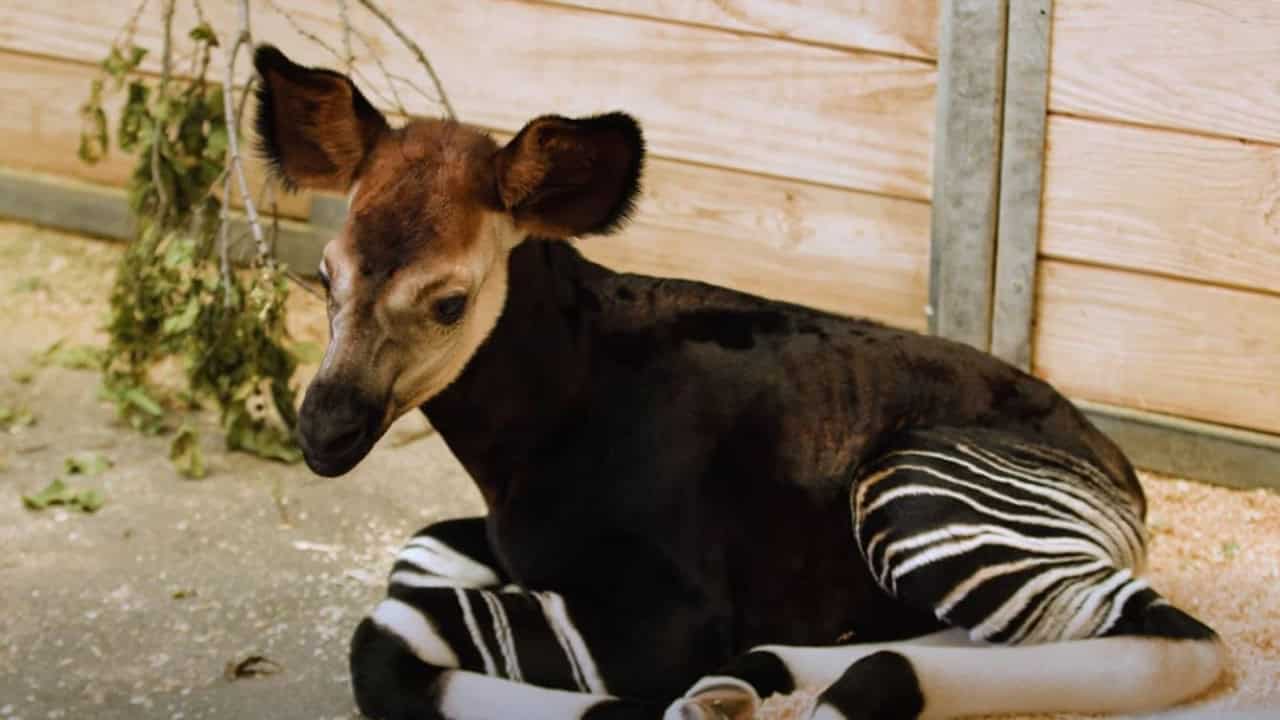 PRESS RELEASE: OKC Zoo celebrates birth of endangered okapi calf